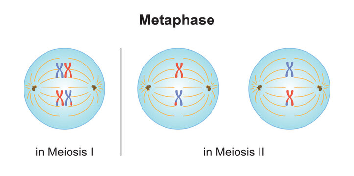 รูปภาพMetaphase – เลือกดูภาพถ่ายสต็อก เวกเตอร์ และวิดีโอ1,157 | Adobe Stock