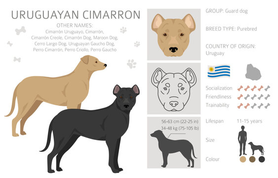 Cimarron Dog