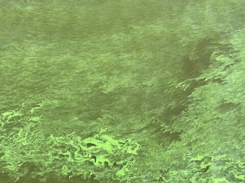 รูปภาพHypertrophication – เลือกดูภาพถ่ายสต็อก เวกเตอร์ และวิดีโอ2,434 ...