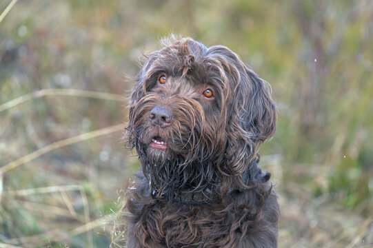 Are Pudelpointers Heavy Shedders