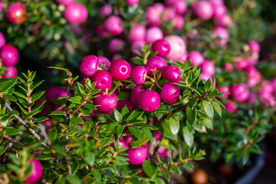 Spiceberry 影像 – 瀏覽 3,039 個素材庫相片、向量圖和影片 | Adobe Stock