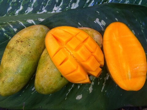 รูปภาพMagnoliopsida – เลือกดูภาพถ่ายสต็อก เวกเตอร์ และวิดีโอ7,914 ...