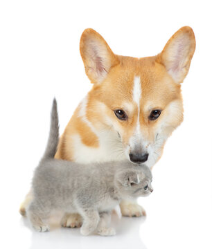 Corgi Scottish Images – Browse 475 Stock Photos, Vectors, and Video ...