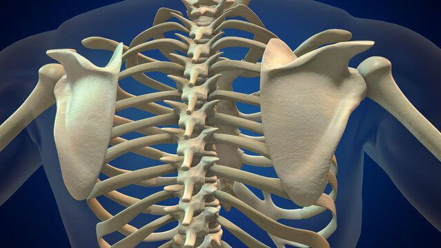 Vertebrat Images – Browse 543,512 Stock Photos, Vectors, and Video ...