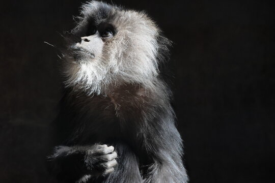 รูปภาพCatarrhini – เลือกดูภาพถ่ายสต็อก เวกเตอร์ และวิดีโอ6,983 | Adobe ...