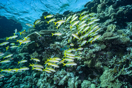 รูปภาพGoatfish – เลือกดูภาพถ่ายสต็อก เวกเตอร์ และวิดีโอ5,126 | Adobe Stock