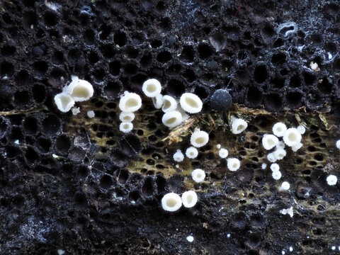 Haarlinge Bilder – Durchsuchen 451 Archivfotos, Vektorgrafiken und ...