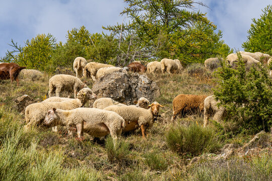 รูปภาพBaa-Lamb – เลือกดูภาพถ่ายสต็อก เวกเตอร์ และวิดีโอ356 | Adobe Stock