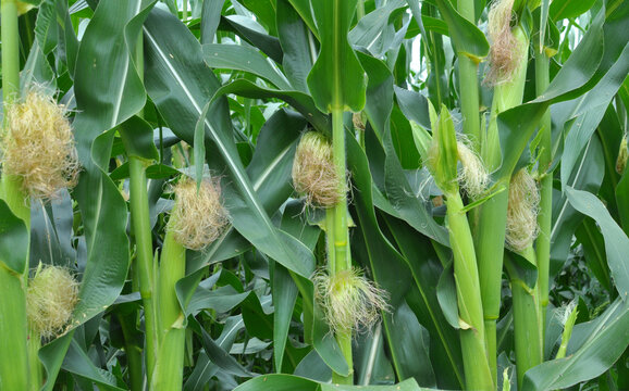 Cornstalk bilder – Bläddra bland 5,800 stockfoton, vektorer och videor ...