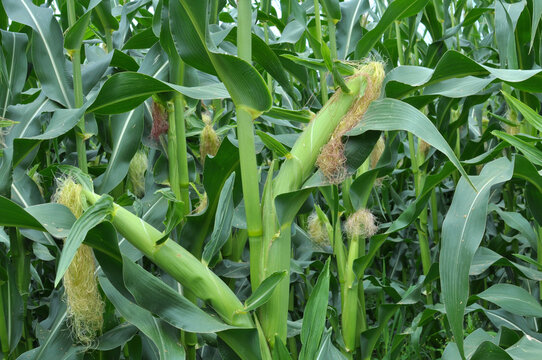 Cornstalk bilder – Bläddra bland 5,800 stockfoton, vektorer och videor ...