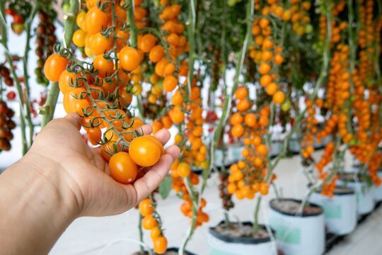 Strauchtomate Bilder – Durchsuchen 40,203 Archivfotos, Vektorgrafiken ...