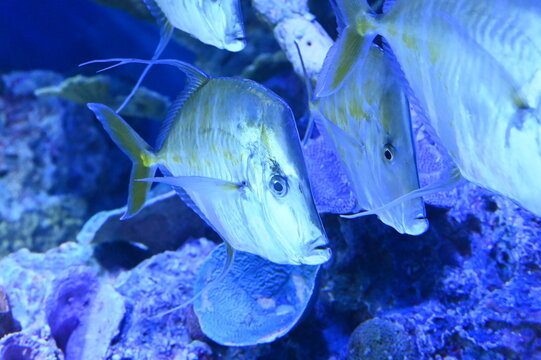 Ostentatious Images – Browse 5,564 Stock Photos, Vectors, and Video ...