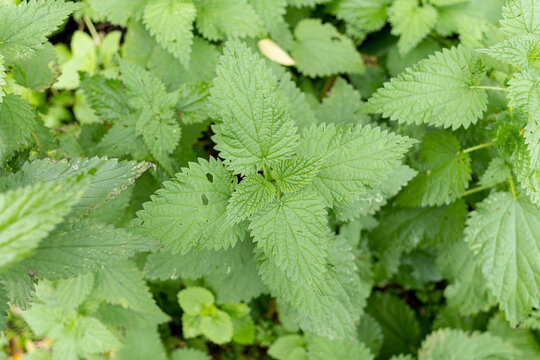 Brennesseltee Bilder – Durchsuchen 2,675 Archivfotos, Vektorgrafiken ...