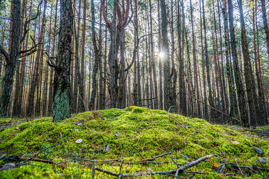 "Las Iglasty"-Bilder: Stock-Fotos & -Videos. | Adobe Stock