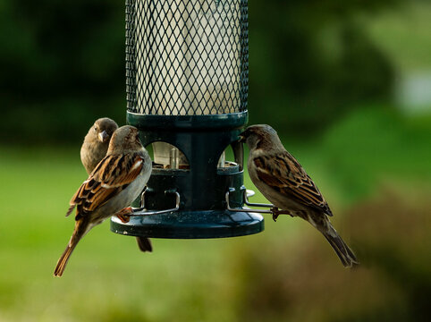 Spadger bilder – Bläddra bland 221,360 stockfoton, vektorer och videor ...