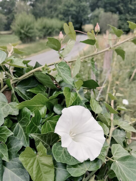 Vorvelle Images – Browse 1 Stock Photos, Vectors, and Video | Adobe Stock