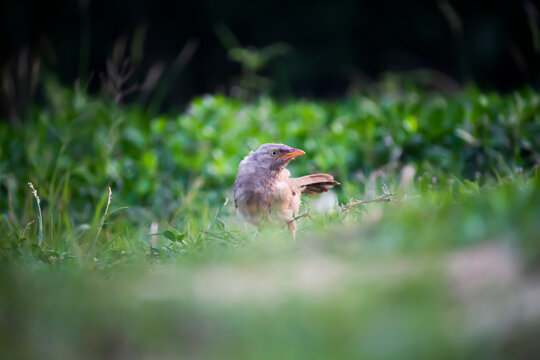 รูปภาพJangle – เลือกดูภาพถ่ายสต็อก เวกเตอร์ และวิดีโอ72,661 | Adobe Stock