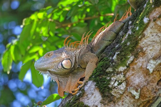 "Iguana Iguana Rhinolopha" Bilder – Durchsuchen 30 Archivfotos ...