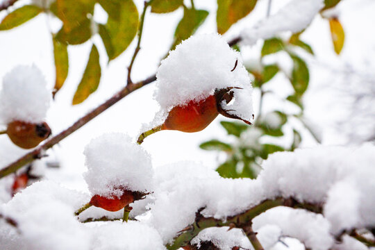 Imágenes de Ghostberry: descubre bancos de fotos, ilustraciones ...