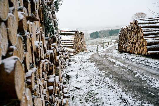 Clearfelling Bilder – Durchsuchen 5,569 Archivfotos, Vektorgrafiken und ...
