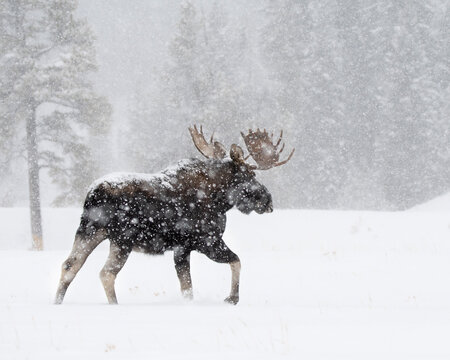 Moose In Winter