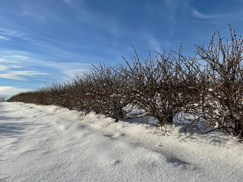 Kinnip Bilder – Durchsuchen 3,314 Archivfotos, Vektorgrafiken und ...