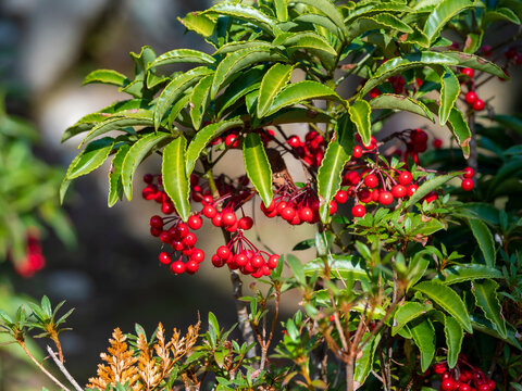 รูปภาพSpiceberry – เลือกดูภาพถ่ายสต็อก เวกเตอร์ และวิดีโอ3,062 | Adobe Stock