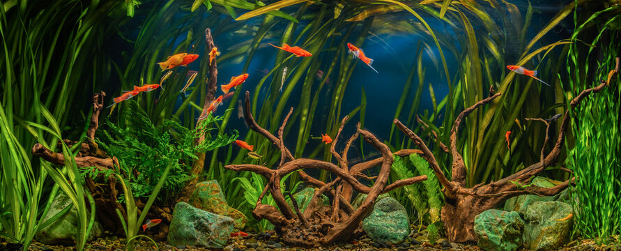 Fish Tank Background Hd