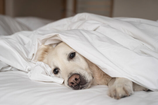 「Dog Hurt」の画像 - 6,095 件の Stock 写真、ベクターおよびビデオ | Adobe Stock