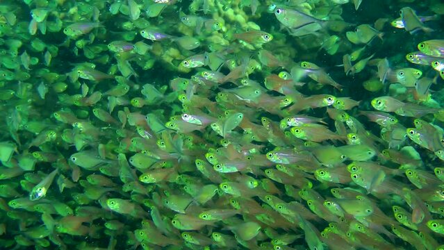 Parapriacanthus Images – Browse 553 Stock Photos, Vectors, and Video ...