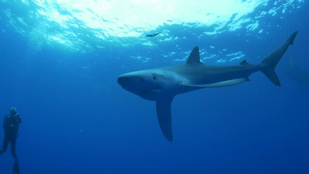 "Requin Images – Browse 2,546 Stock Photos, Vectors, and Video | Adobe ...