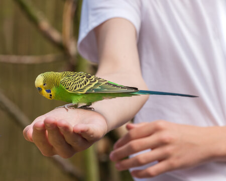 「Granivore」の画像 - 2,274 件の Stock 写真、ベクターおよびビデオ | Adobe Stock