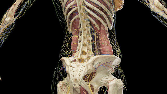 Spinalnerv Bilder – Durchsuchen 17,601 Archivfotos, Vektorgrafiken und ...