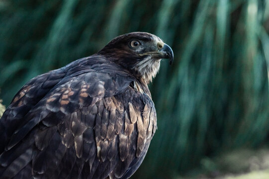 Posando Bilder – Durchsuchen 15,563 Archivfotos, Vektorgrafiken und ...