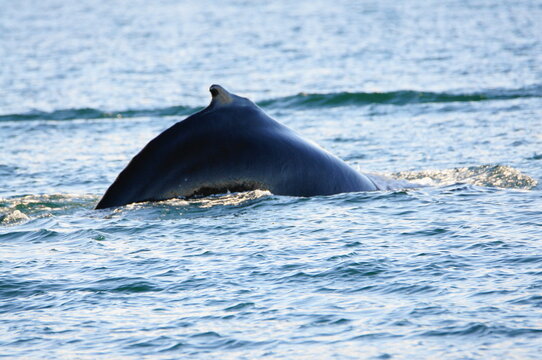 Furchenwale Bilder – Durchsuchen 1,902 Archivfotos, Vektorgrafiken und ...
