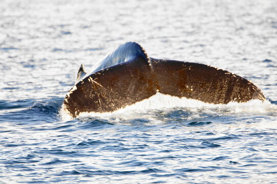 Furchenwale Bilder – Durchsuchen 1,902 Archivfotos, Vektorgrafiken und ...