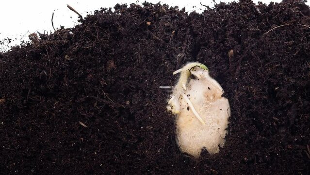 Germinating Seed Images – Browse 406,815 Stock Photos, Vectors, and ...