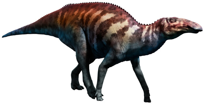 Hadrosauridae Bilder – Durchsuchen 741 Archivfotos, Vektorgrafiken und ...