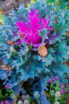 Imagens de Brassicaceae – Explore Fotografias do Stock, Vetores e ...