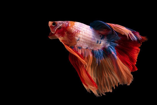 "Fish On Black Background" Images – Browse 285 Stock Photos, Vectors ...