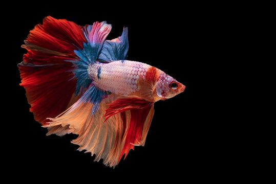 "Fish On Black Background" Images – Browse 285 Stock Photos, Vectors ...