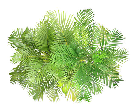 Palm Tree Top View Vector