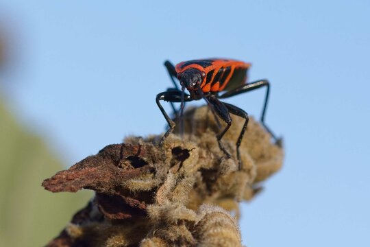 Firebugs Images – Parcourir 6,427 le catalogue de photos, vecteurs et vidéos | Adobe Stock