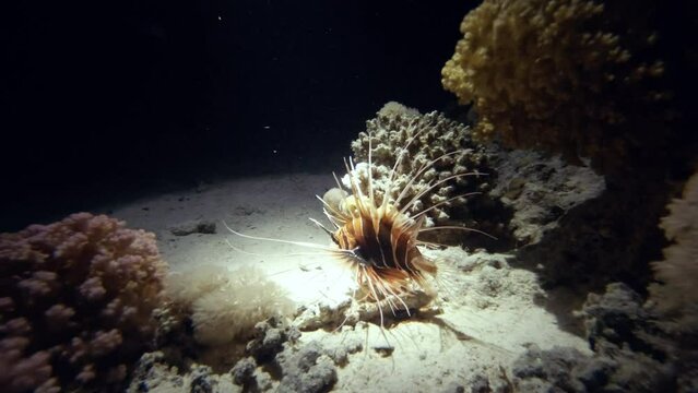 Firefish Bilder – Durchsuchen 3,304 Archivfotos, Vektorgrafiken und ...