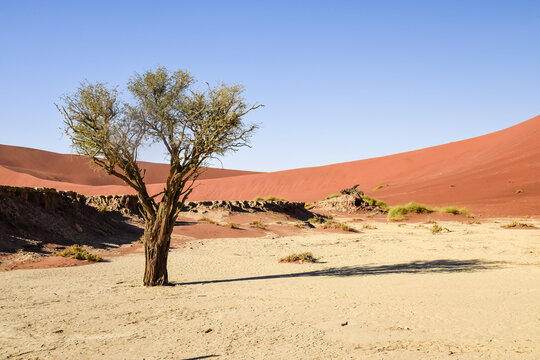 Kameeldoring Images – Browse 1,664 Stock Photos, Vectors, and Video ...