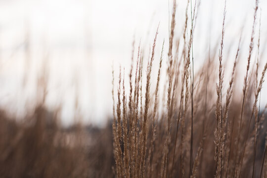 "Ornamental Grass" Imagens – Procure 4,252 fotos, vetores e vídeos ...