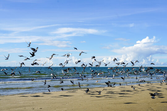 "Lots Of Birds"-Bilder: Stock-Fotos & -Videos. | Adobe Stock