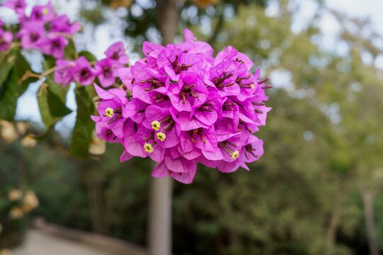 รูปภาพTrinitaria – เลือกดูภาพถ่ายสต็อก เวกเตอร์ และวิดีโอ403 | Adobe Stock