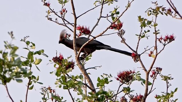 Lourie Images – Browse 312 Stock Photos, Vectors, and Video | Adobe Stock