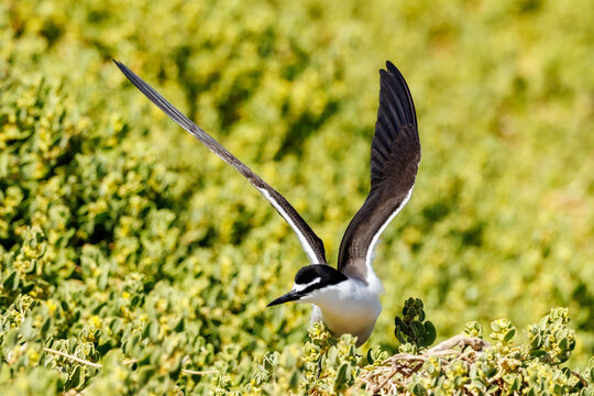 "Bridled Tern"-Bilder: Stock-Fotos & -Videos. | Adobe Stock